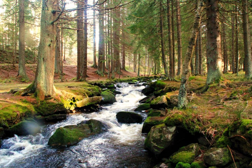 Klein Bach im Wald Foto & Bild | natur, landschaft, fluss Bilder auf fotocommunity