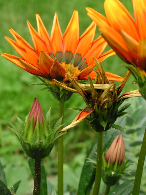 Klein Groß Jung Alt Foto And Bild Pflanzen Pilze And Flechten
