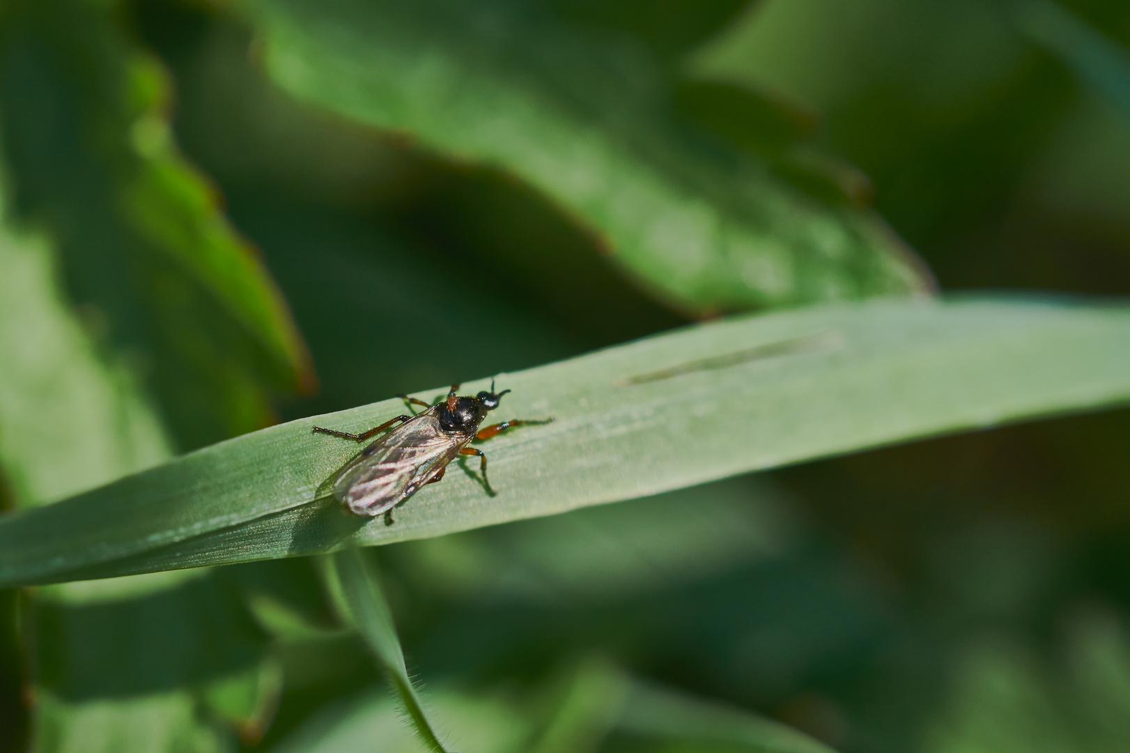 Klein, kleiner am kleinsten Foto & Bild | natur, insekten, tiere Bilder ...