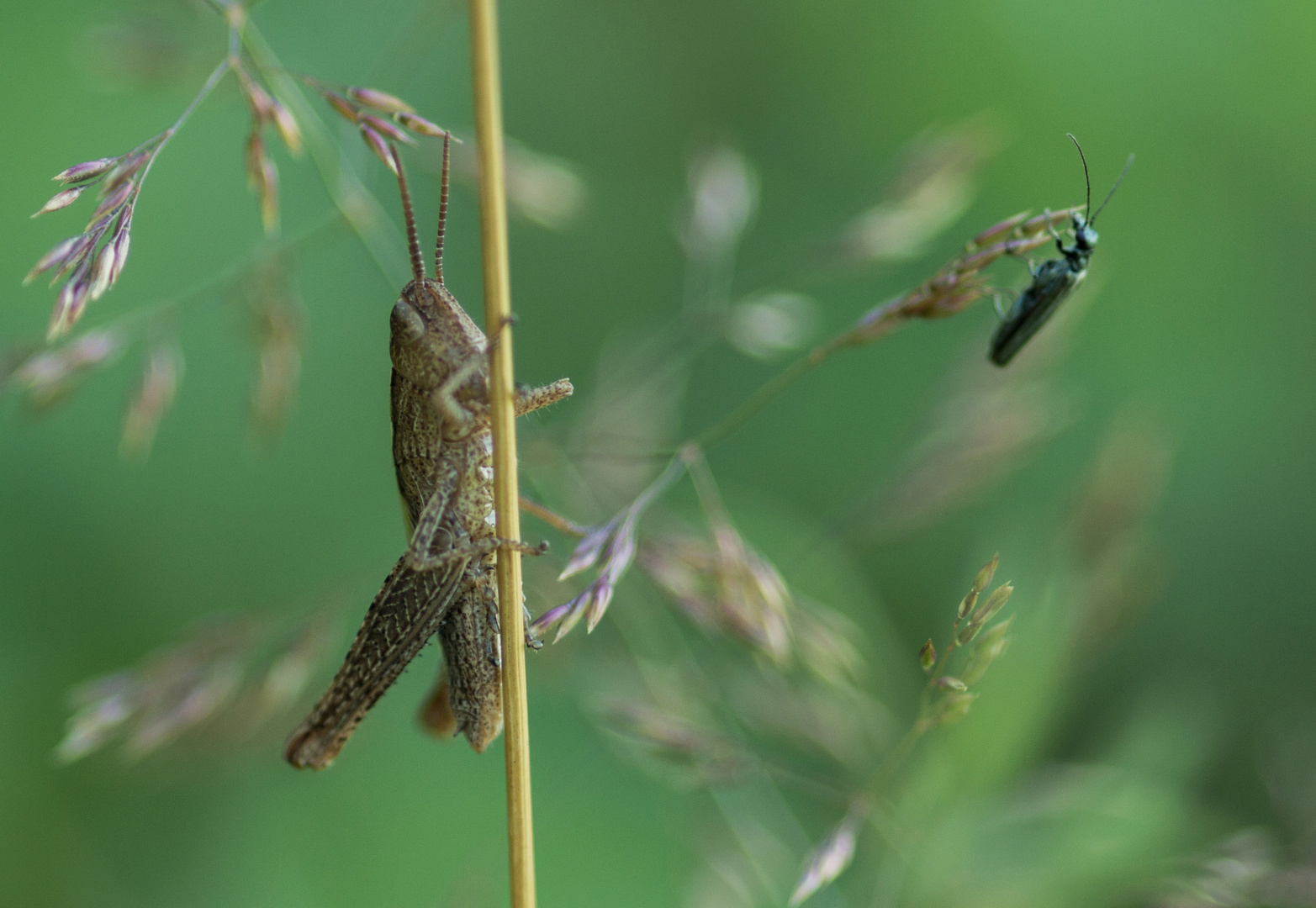 Klein & kleiner Foto & Bild | tiere, wildlife, insekten Bilder auf ...