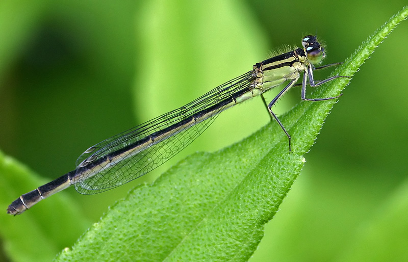 Klein Libelle einmal ganz groß! Foto & Bild | tiere, wildlife, libellen ...