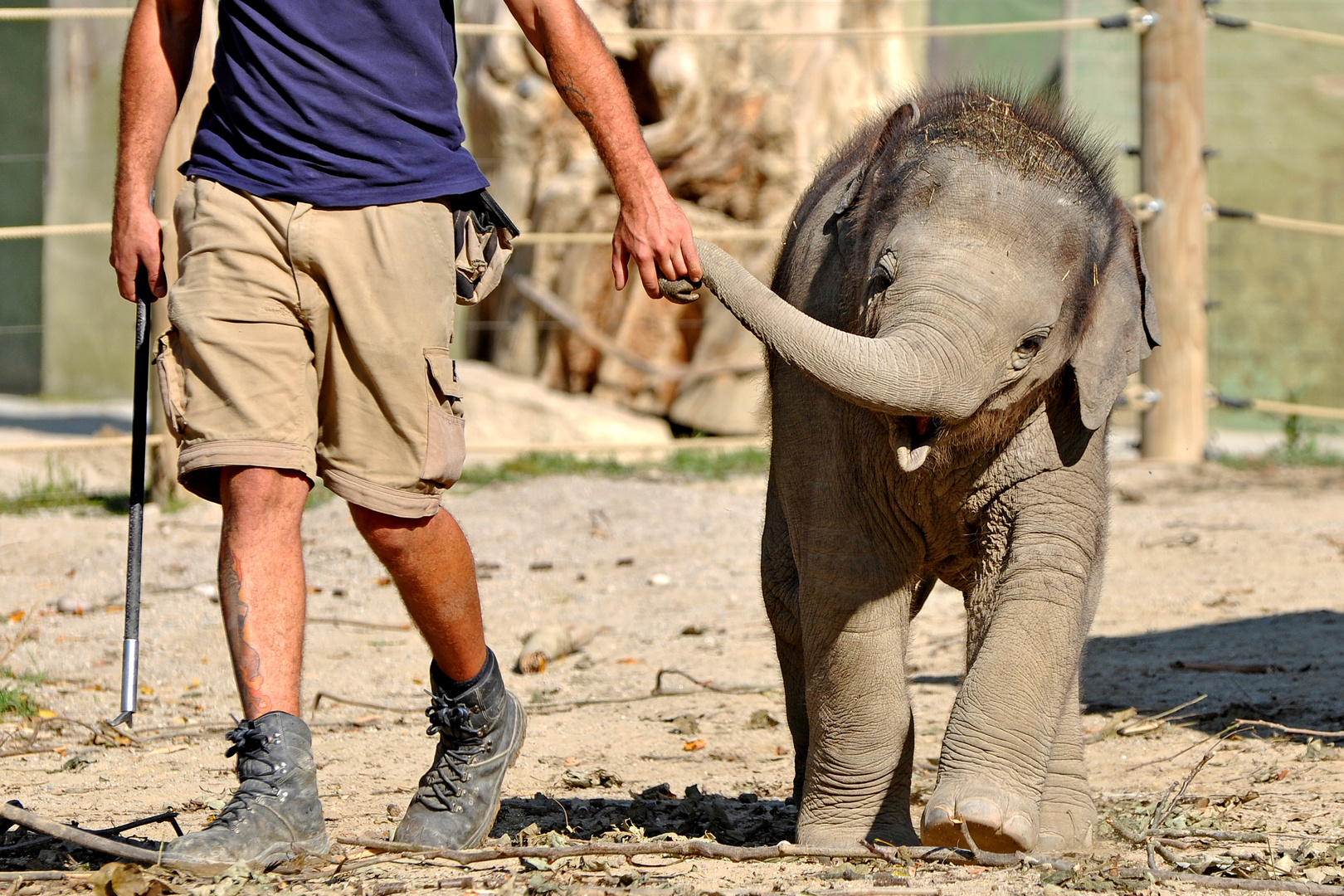 Klein Ludwig führt seinen Pfleger Gassi Foto & Bild | tiere, zoo ...