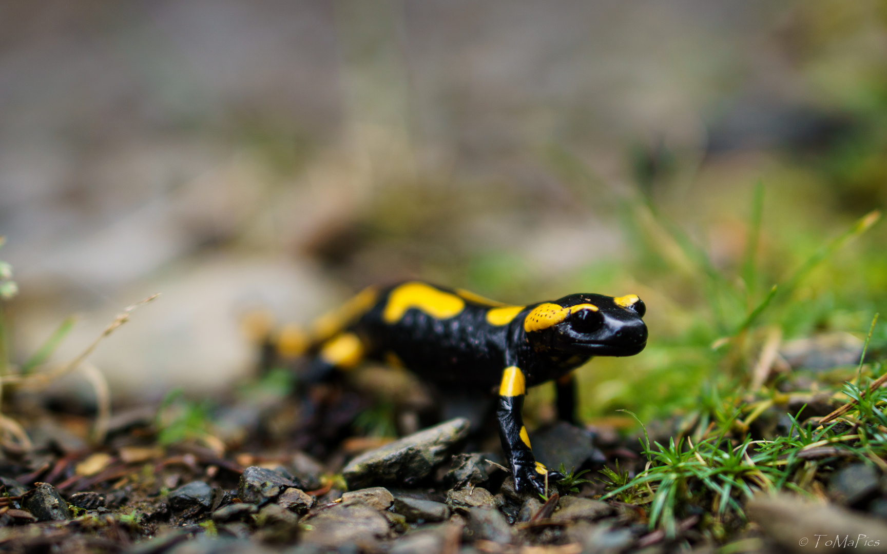 Klein-Lurchi auf großer Erkundungstour Foto & Bild | tiere, wildlife ...