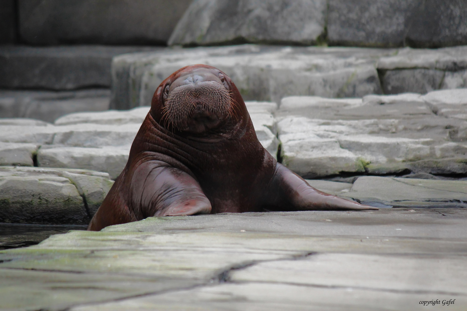 Klein Specki Foto & Bild | tiere, zoo, wildpark & falknerei, säugetiere ...