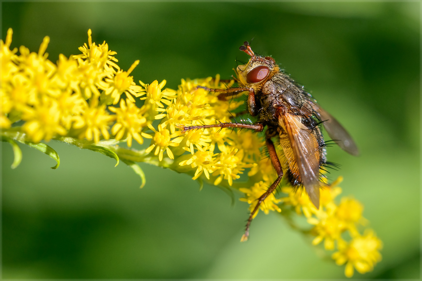 klein Stacho Foto & Bild | spezial, natur, fliegen Bilder auf fotocommunity