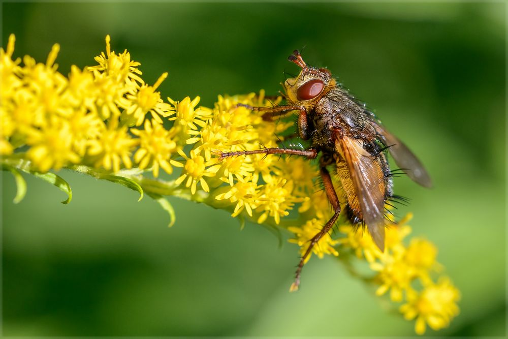 klein Stacho Foto & Bild | spezial, natur, fliegen Bilder auf fotocommunity