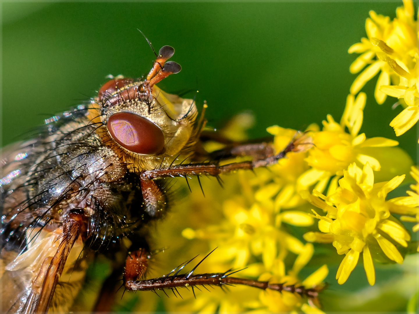 Klein Stacho Foto & Bild | makro, natur, macro Bilder auf fotocommunity