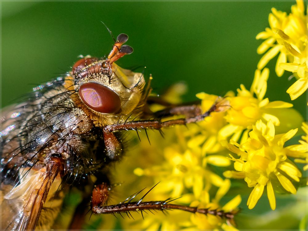 Klein Stacho Foto & Bild | makro, natur, macro Bilder auf fotocommunity
