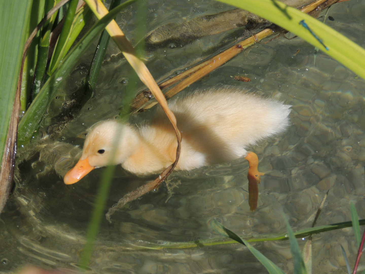 klein, süß und flauschig....(Ente) Foto & Bild | wasser, natur, see ...