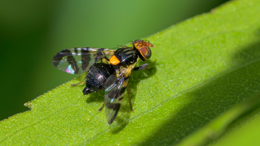 Klein und Knuffig Foto & Bild | tiere, wildlife, insekten Bilder auf ...