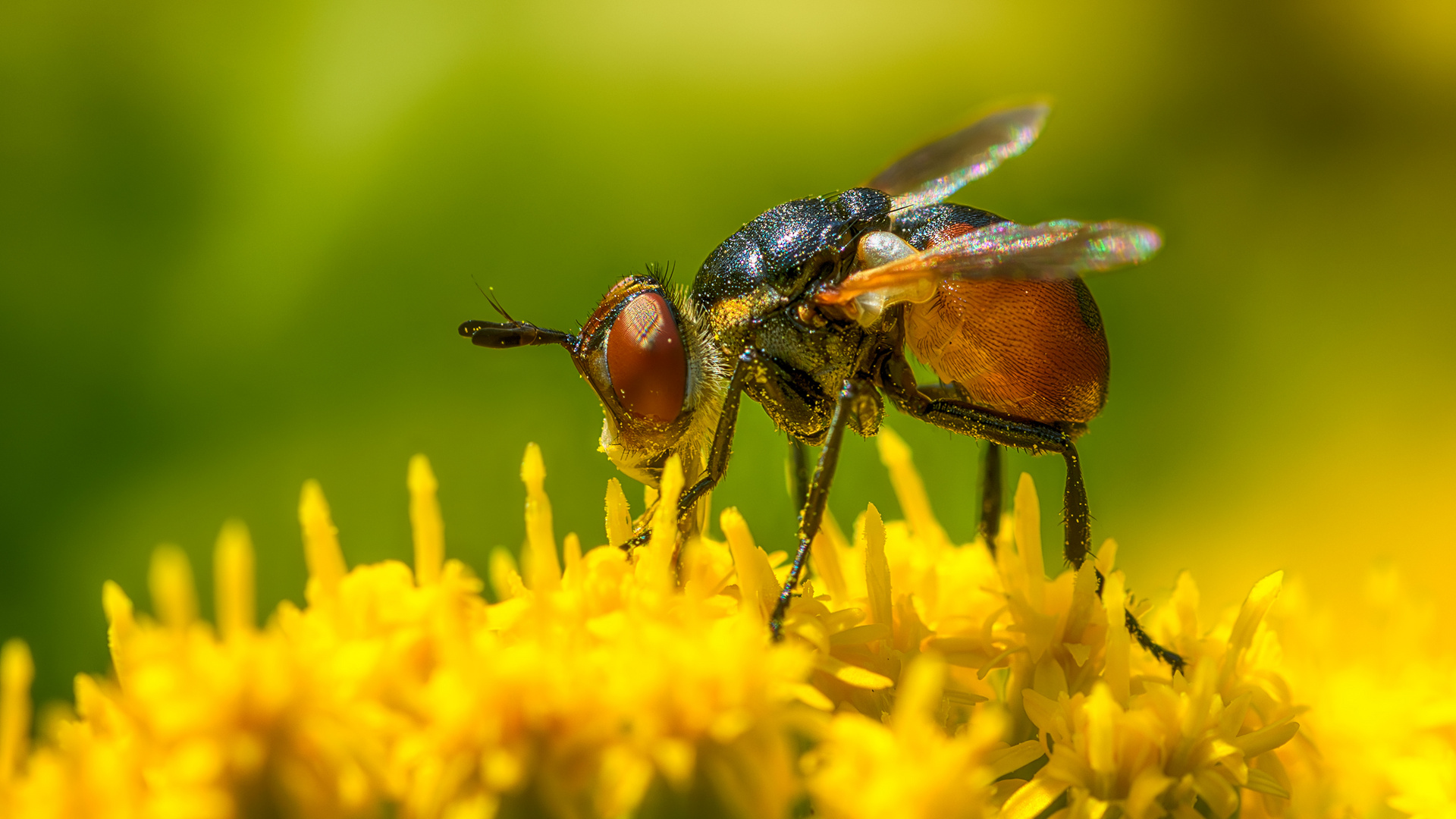 klein und knuffig Foto & Bild | tiere, wildlife, insekten Bilder auf ...
