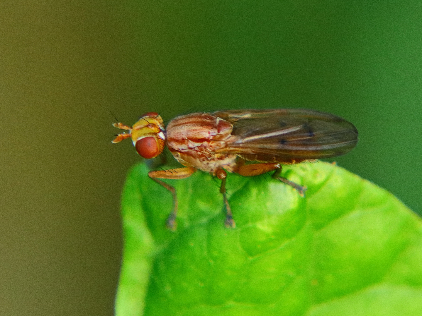 Kleine Foto & Bild | tiere, wildlife, insekten Bilder auf fotocommunity