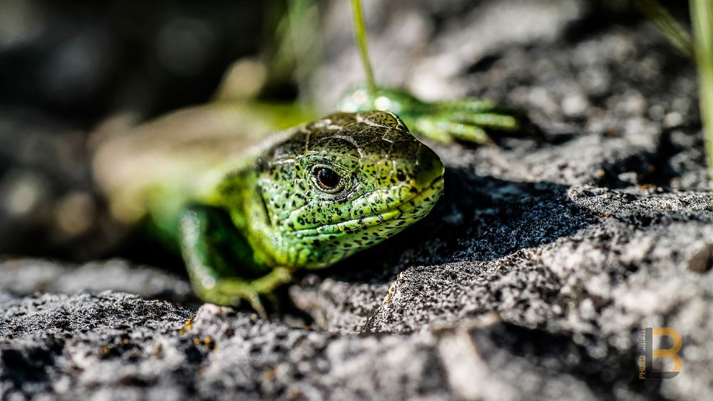Kleine Echse ganz groß Foto & Bild | tiere, tierdetails, portrait ...