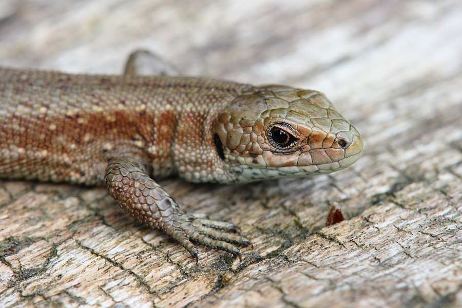 Kleine Echse ganz zutraulich Foto & Bild | tiere, wildlife, amphibien ...