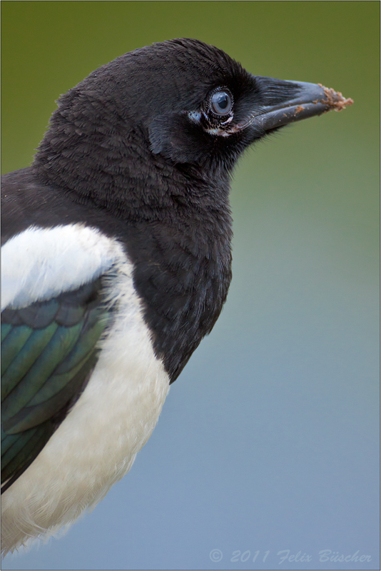 Kleine Elster auf Futtersuche.... Foto & Bild | tiere, wildlife, wild ...