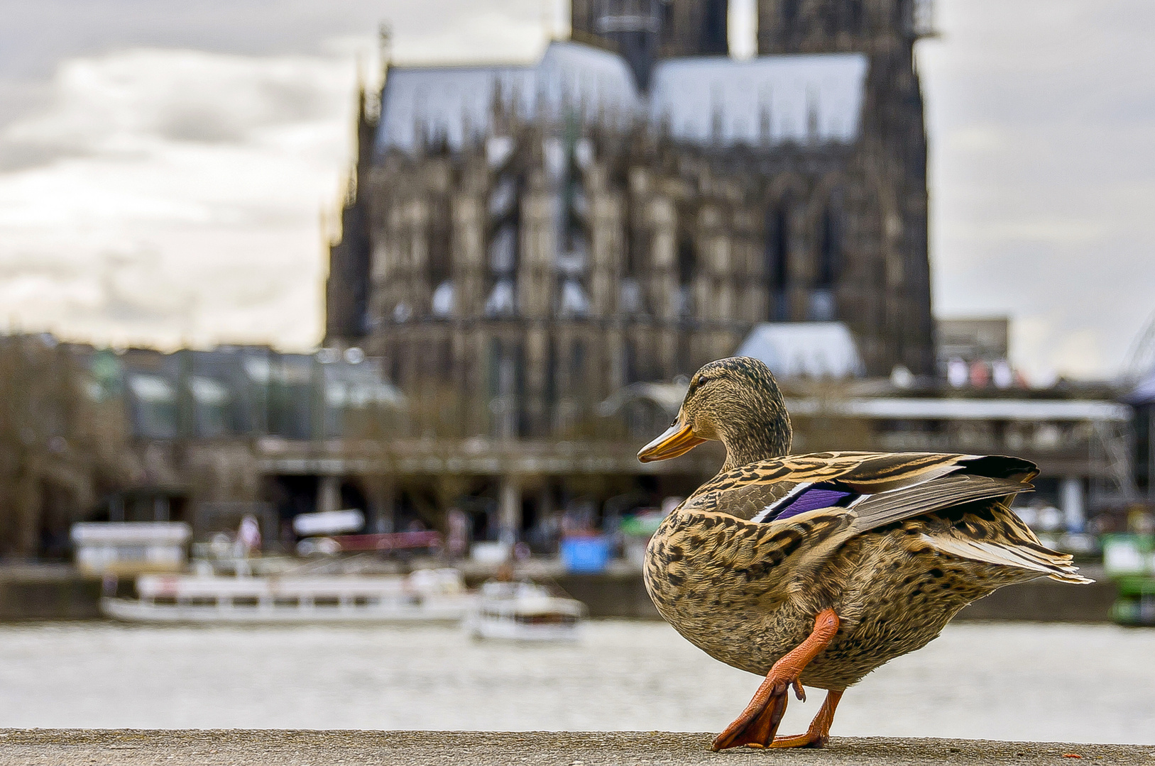 kleine Ente.... Foto & Bild | tiere, wildlife, wild lebende vögel ...