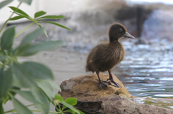 kleine ente http://www.youtube.com/watch?v=OZKI16JQPsc Foto & Bild ...