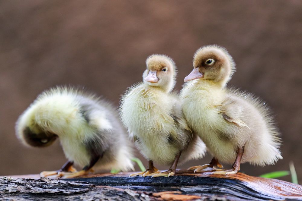 kleine Enten Foto & Bild | teich, natur, tiere Bilder auf fotocommunity