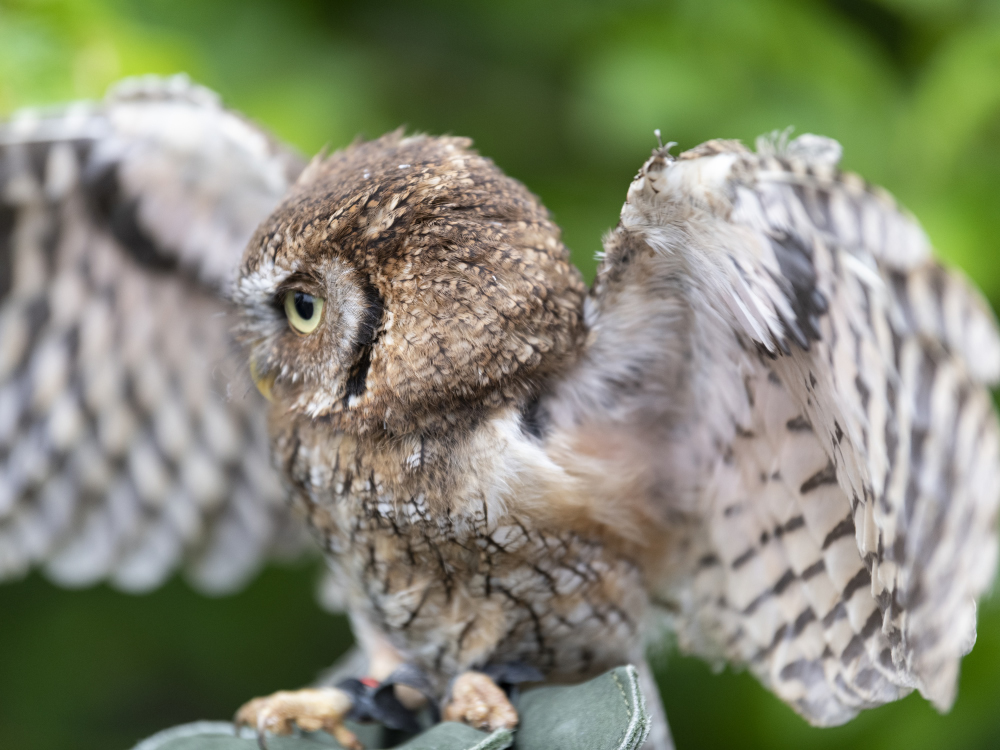 Kleine Eule 1 Foto & Bild | tiere, zoo, wildpark & falknerei, vögel ...