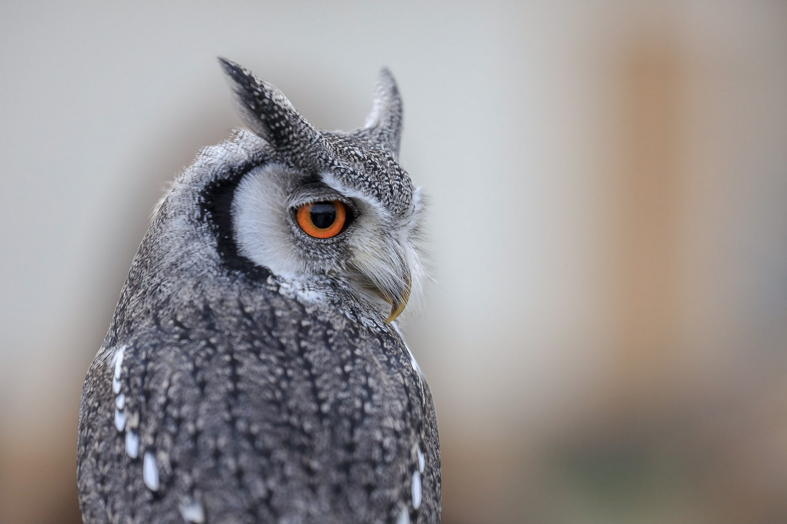 Kleine Eule Foto & Bild | natur, eule, tiere Bilder auf fotocommunity