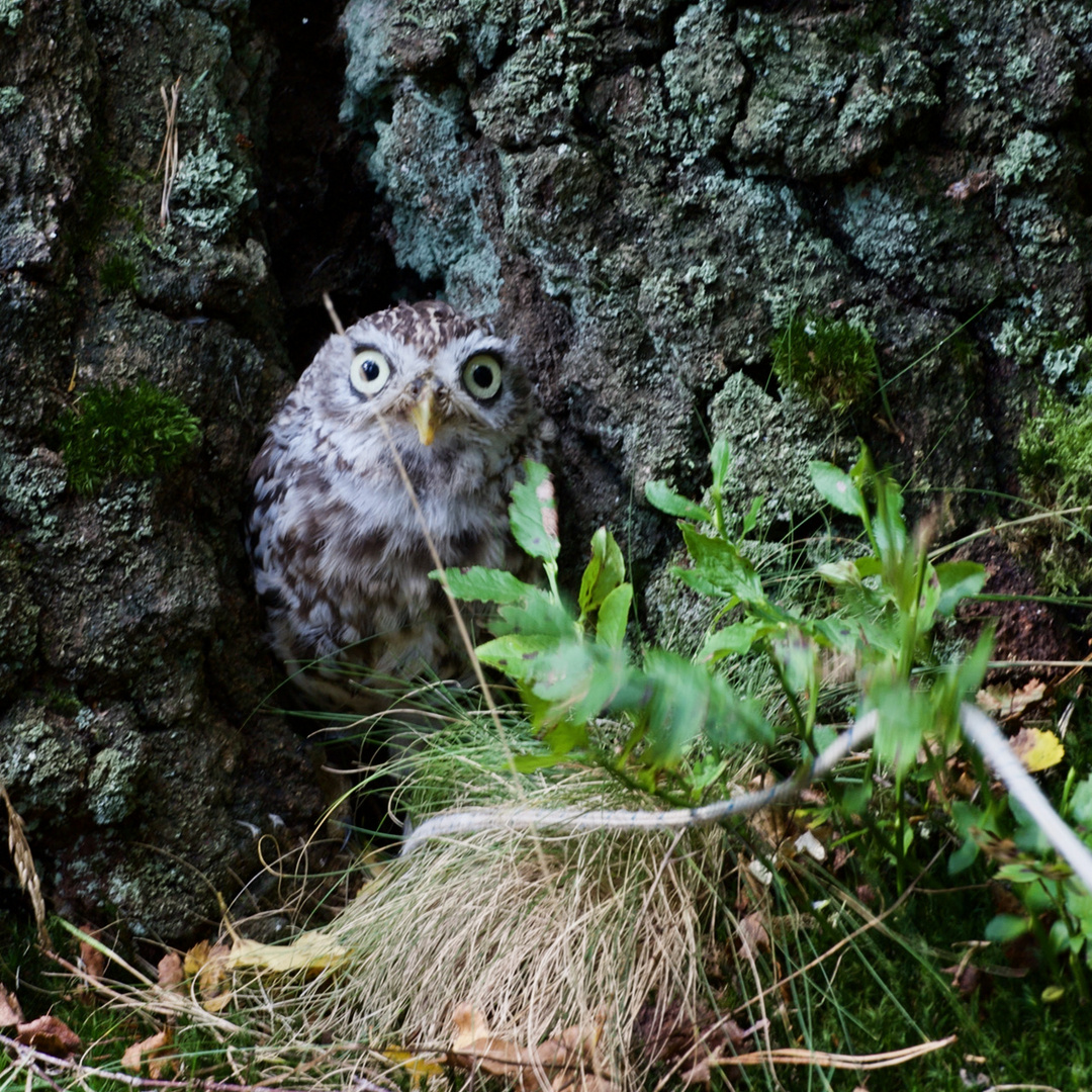 Kleine Eule Foto & Bild | tiere, zoo, wildpark & falknerei, vögel ...