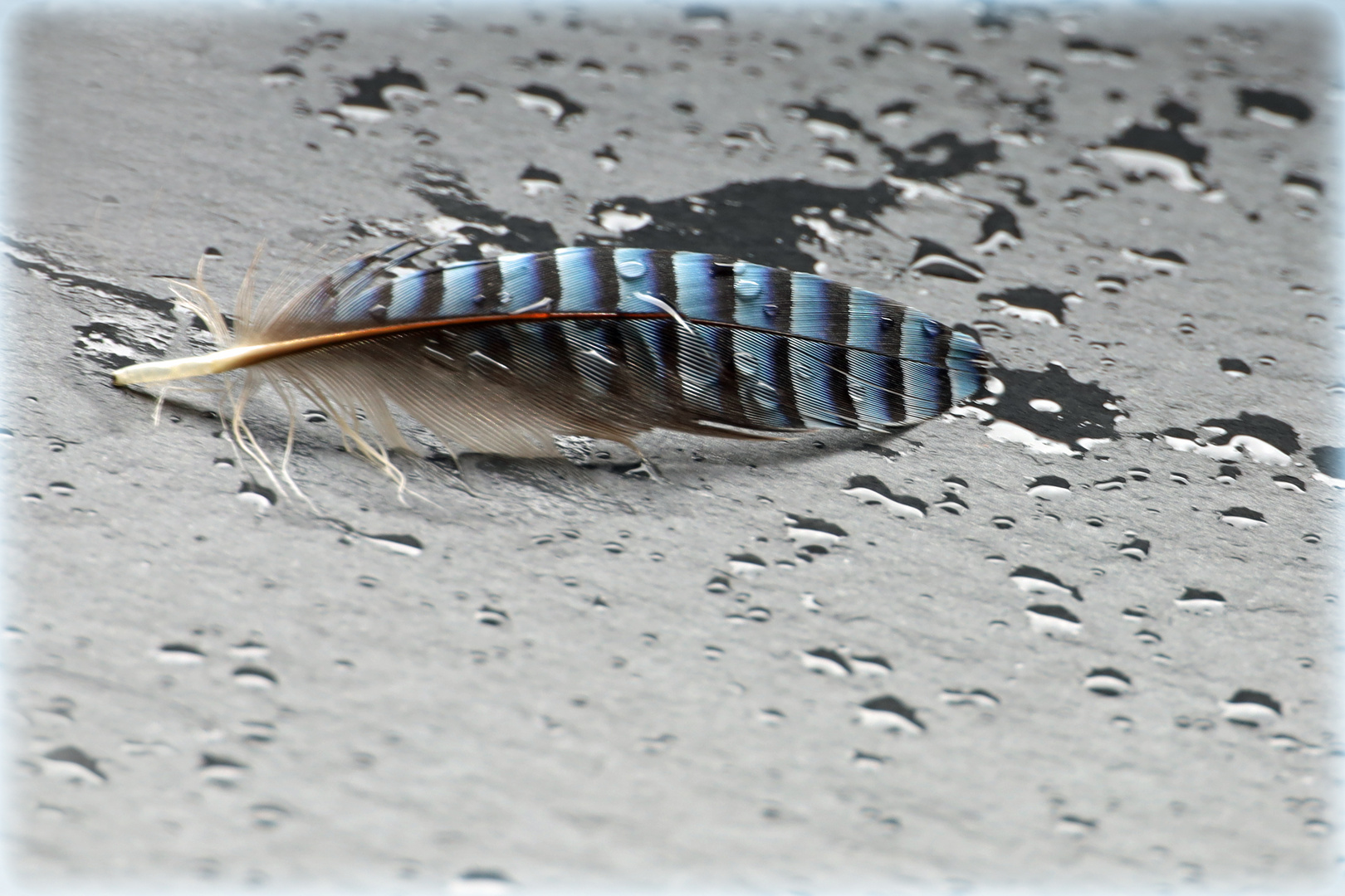 Kleine Feder Foto & Bild | stillleben, natur, feder Bilder auf ...