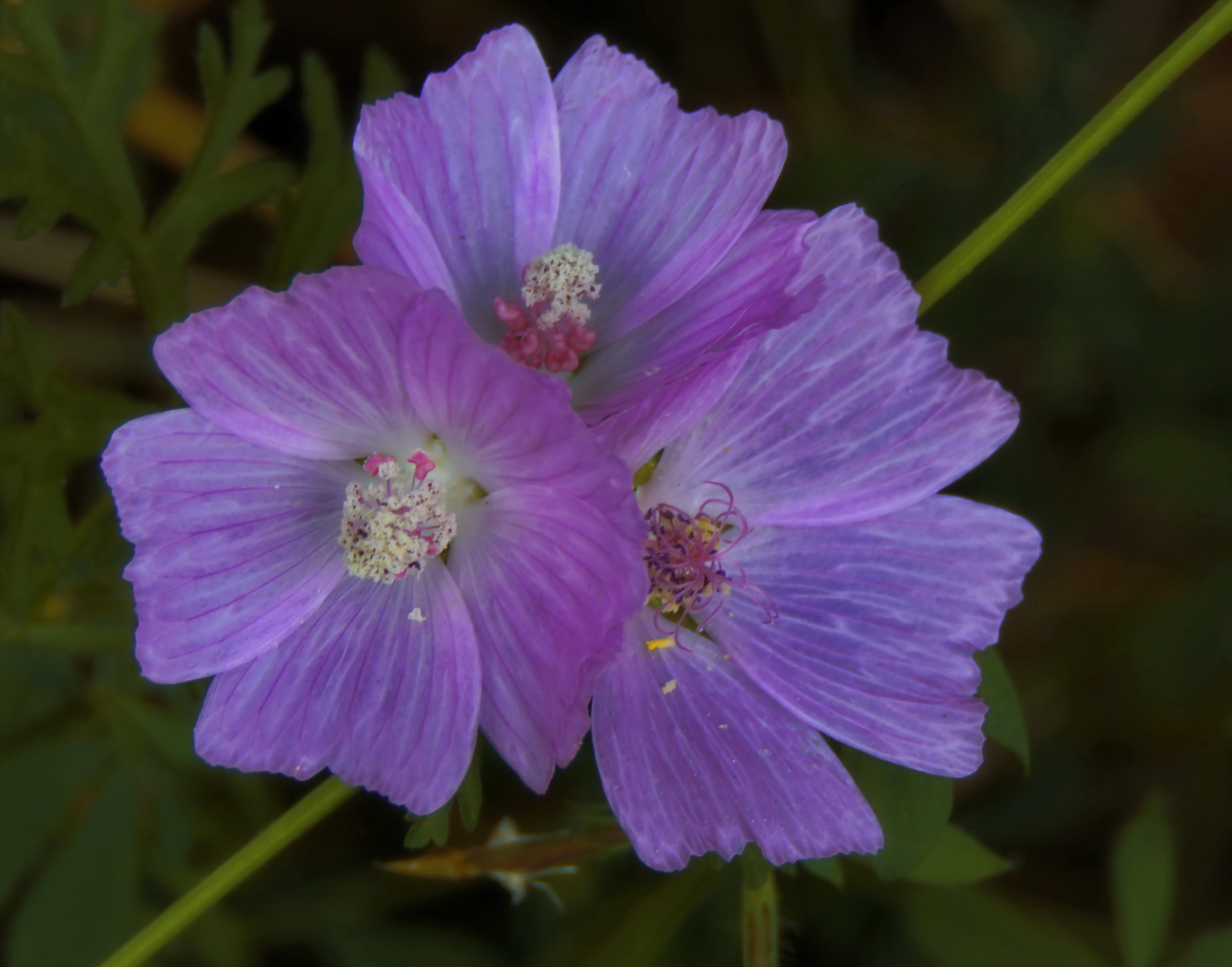 kleine Feld,-Wiesen Malven, Foto & Bild | feld, natur, landschaft ...