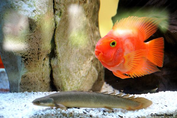 Zoo: Fische Bilder & Fotos