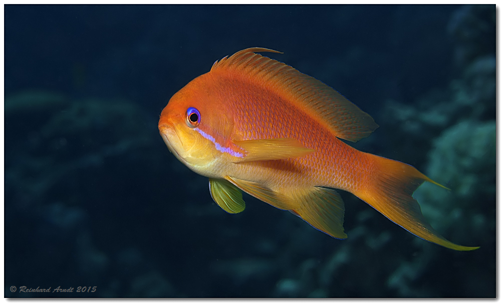 Kleine Fische # 2 Foto & Bild | unterwasser, uw-salzwasser, natur ...