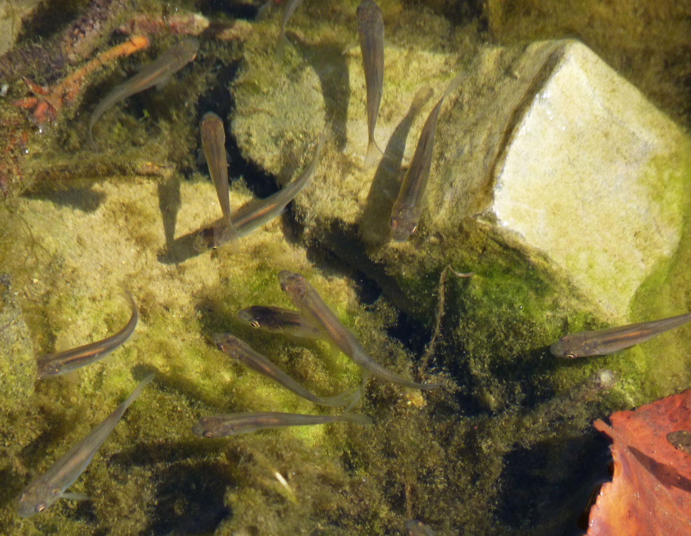 Kleine Fische Foto & Bild | tiere, wildlife, fische Bilder auf ...