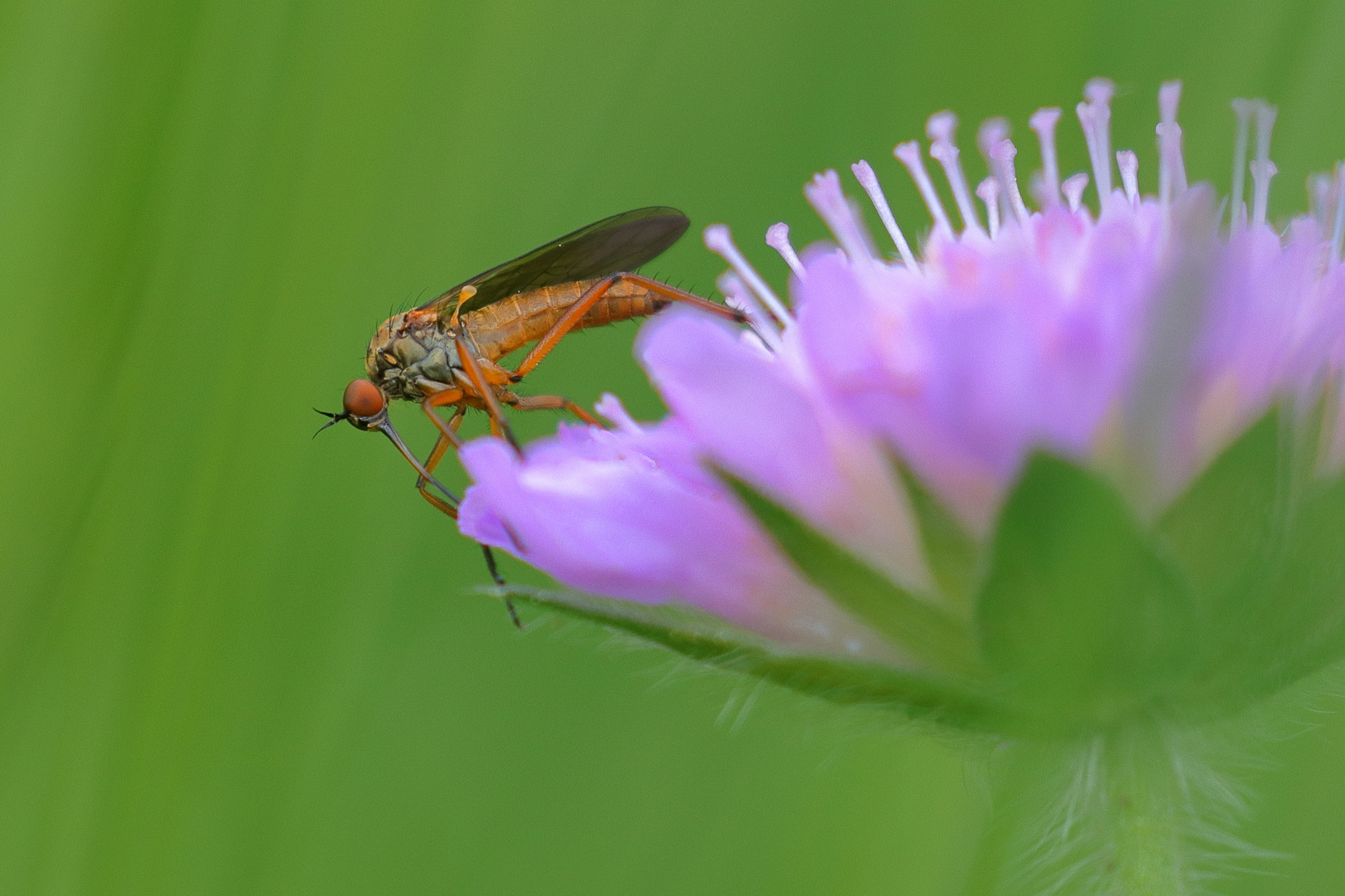 Kleine Fliege Foto & Bild | tiere, wildlife, insekten Bilder auf ...