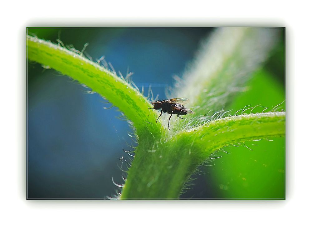 kleine Fliege Foto & Bild | tiere, wildlife, insekten Bilder auf ...