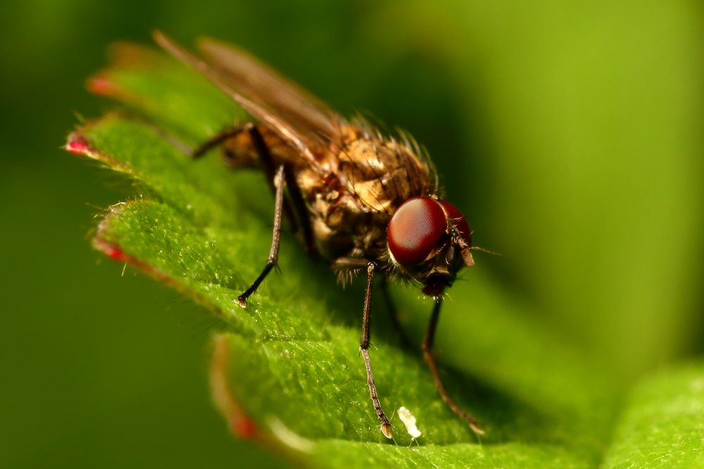 Kleine Fliege (IV) Foto & Bild | tiere, wildlife, insekten Bilder auf ...