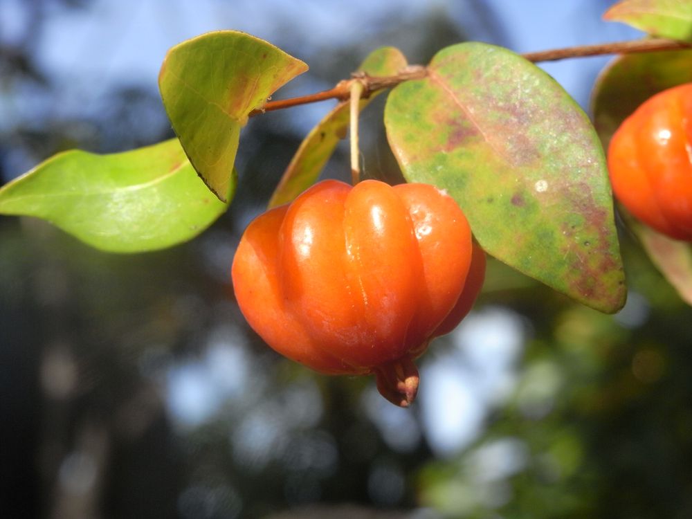 kleine Frucht Foto & Bild | natur Bilder auf fotocommunity