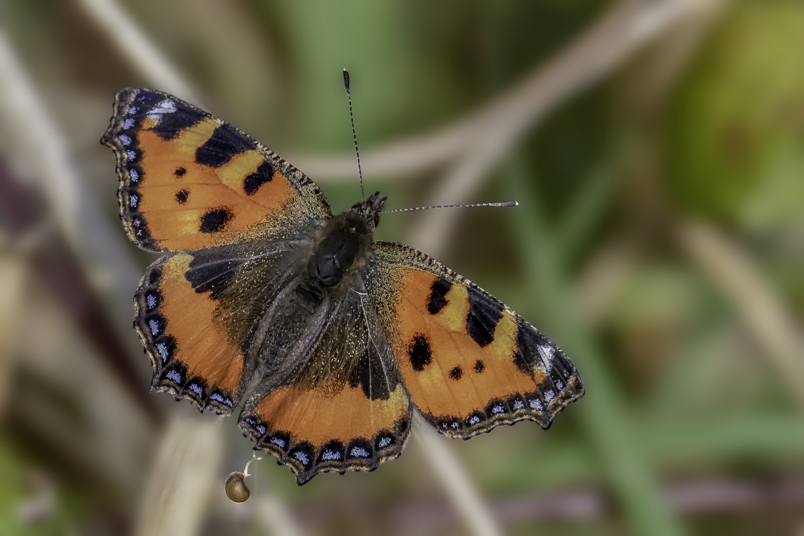 Kleine Fuchs (Aglais urticae) Foto & Bild | tiere, wildlife, schmetterlinge Bilder auf fotocommunity