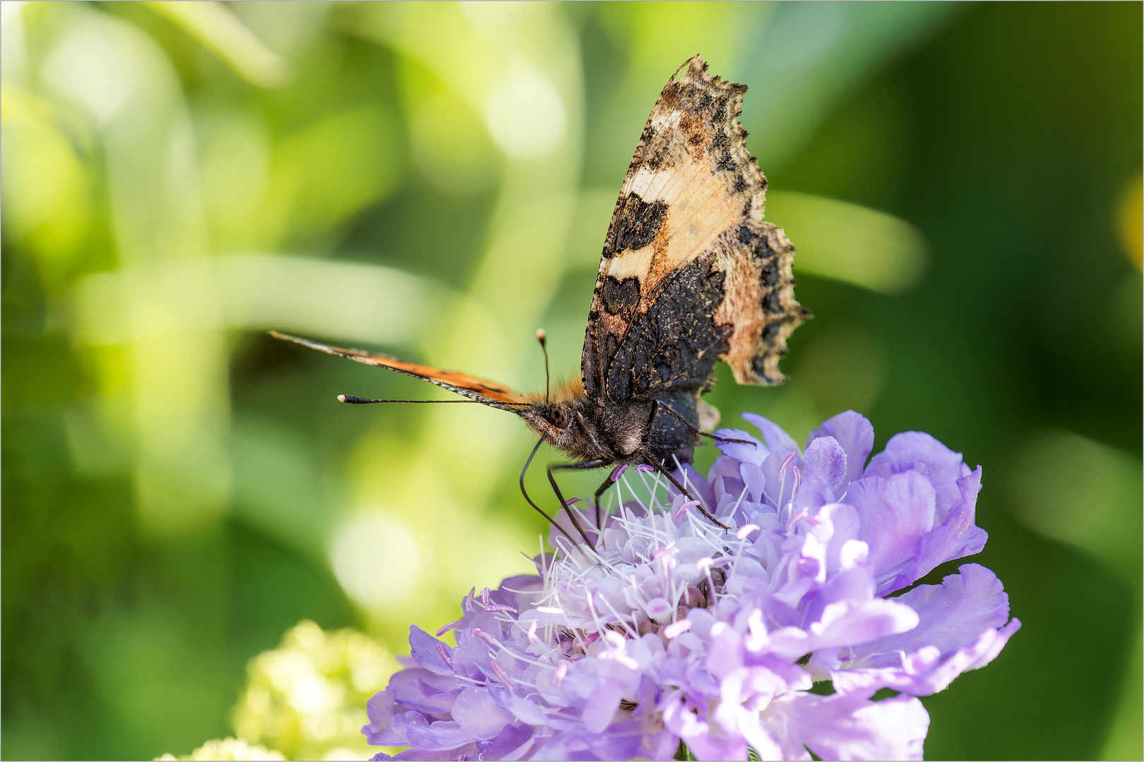 Kleine Fuchs - Aglais urticae - auf einer Skabiosen-Blüte Foto & Bild | natur, insekten, tiere ...