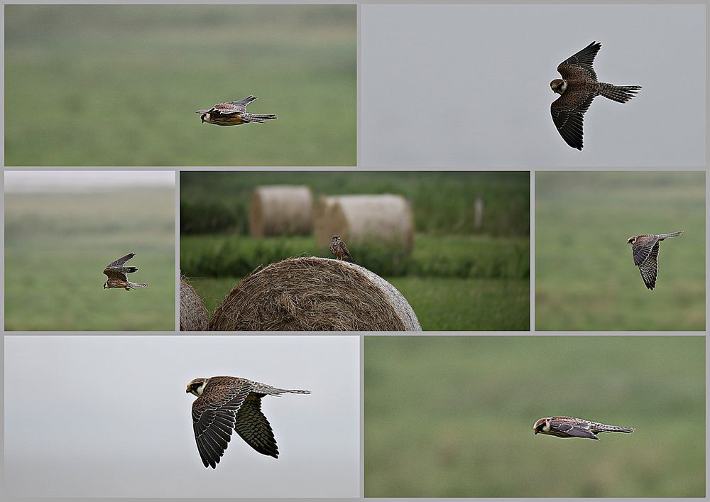 Kleine Greife in Friesland Foto & Bild | tiere, wildlife, wild lebende ...