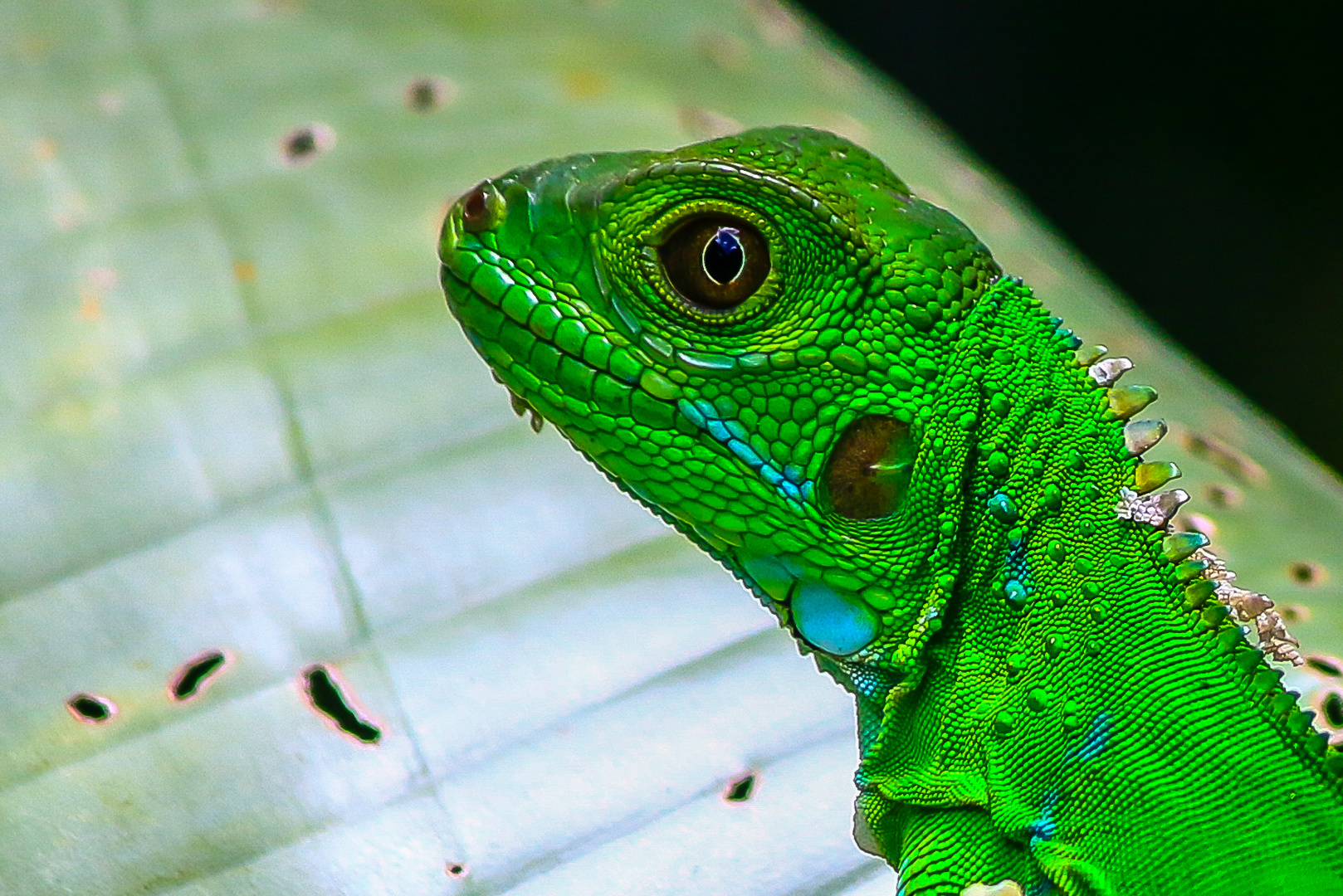 Kleine grüne Echse Foto & Bild | tiere, grün, natur Bilder auf ...