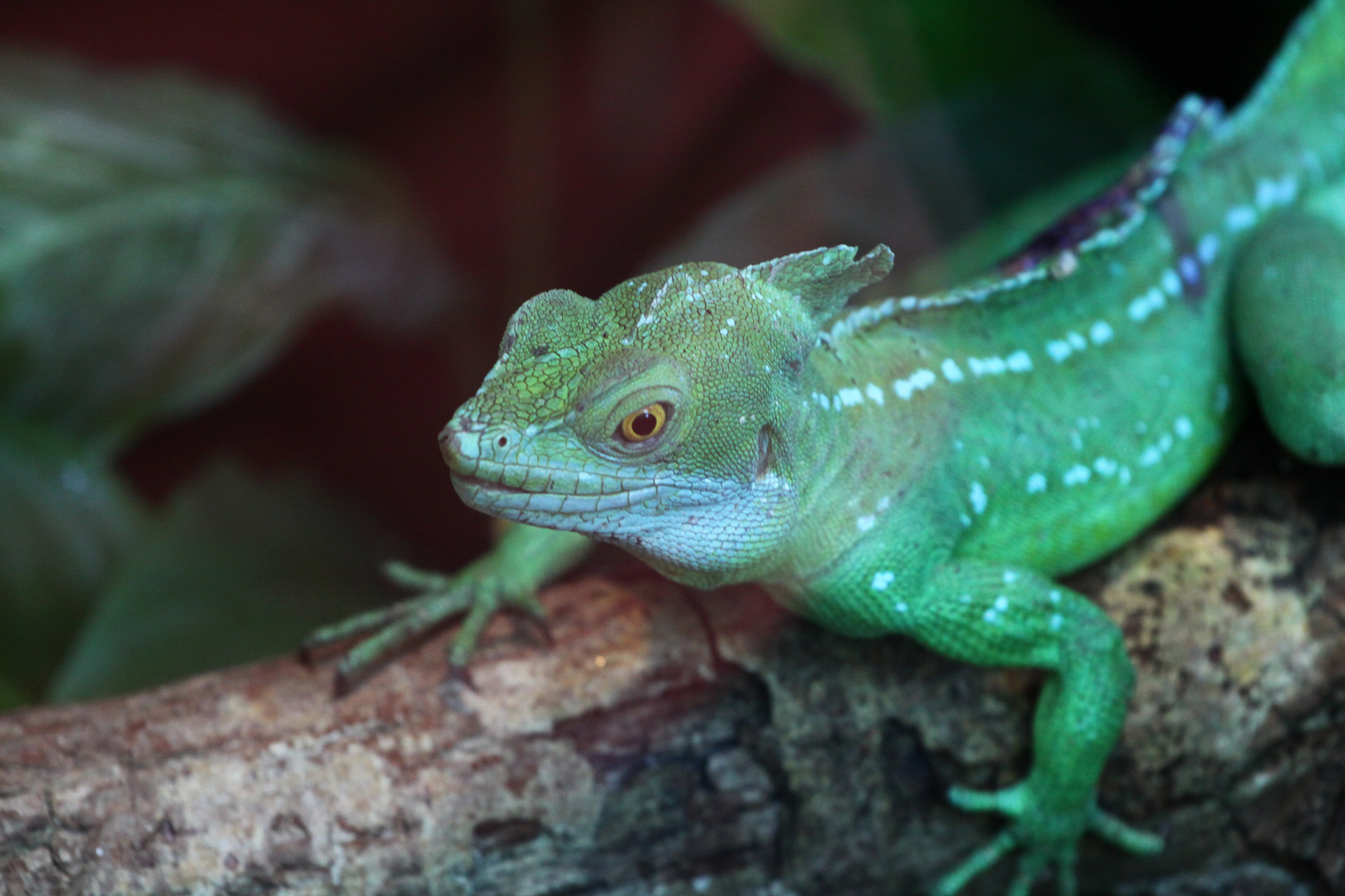 Kleine grüne Echse Foto & Bild | tiere, zoo, wildpark & falknerei ...