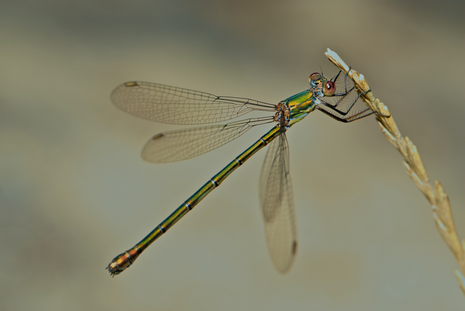 kleine grüne Libelle Foto & Bild | tiere, wildlife, libellen Bilder auf ...