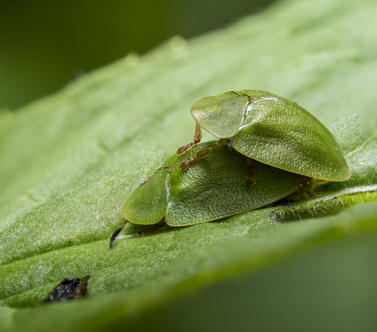 Kleine grüne Panzer Foto & Bild | fotos, makro, grün Bilder auf ...