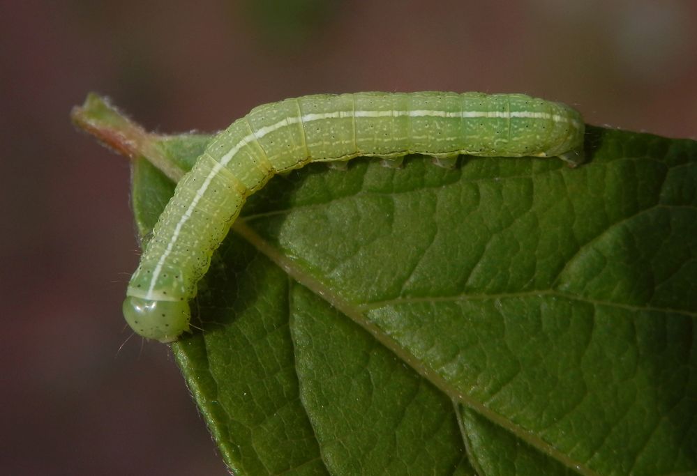 Kleine grüne Raupe - Variable Kätzcheneule (Orthosia incerta) Foto ...