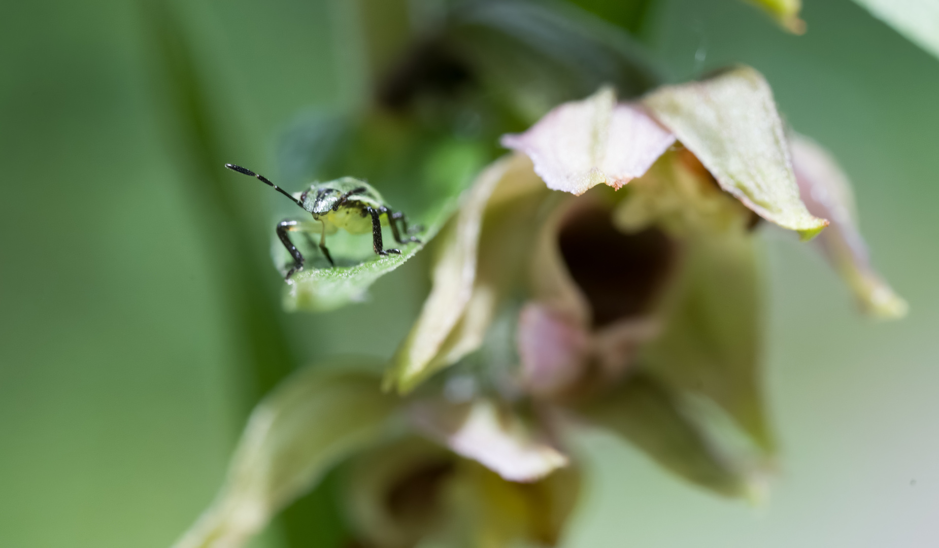 kleine grüne Wanze Foto & Bild | fotos, natur, pflanzen Bilder auf ...