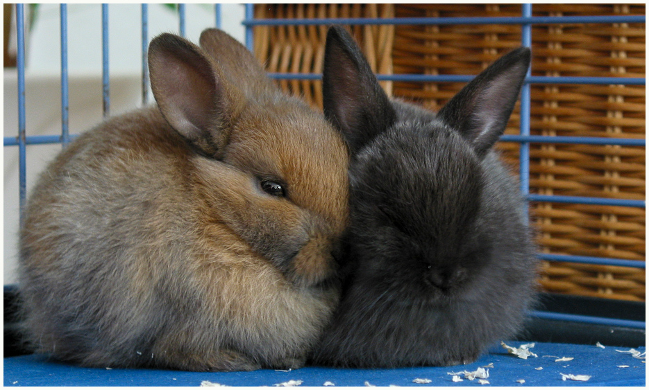 kleine Hasenbabys Foto & Bild | tiere, tierkinder, natur Bilder auf ...