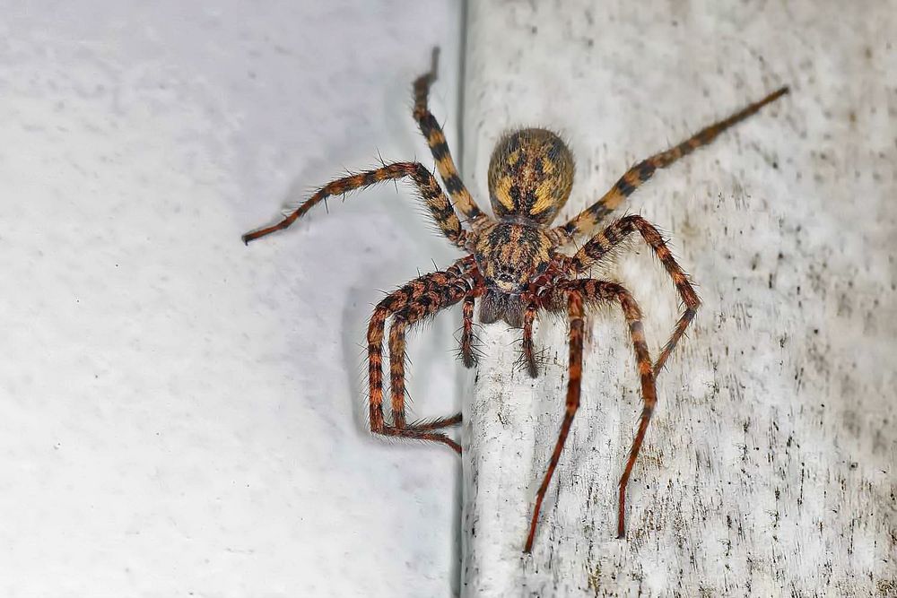 kleine Hausspinne Foto & Bild | natur, macro, nahaufnahme Bilder auf ...