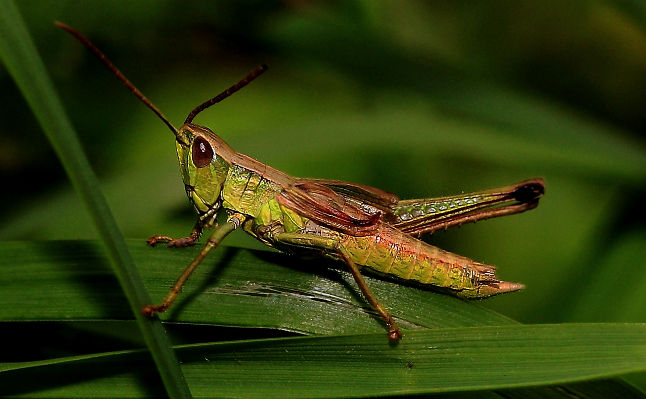 kleine Heuschrecke Foto & Bild | tiere, wildlife, insekten Bilder auf ...