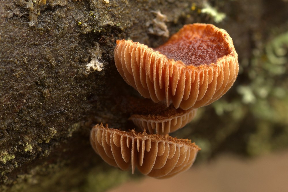 Kleine Holzbewohner Foto & Bild | natur, pilze, saprophyt Bilder auf ...