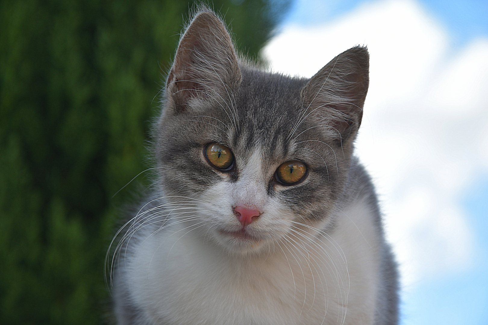 Kleine Katze Foto & Bild | europe, france, tiere Bilder auf fotocommunity