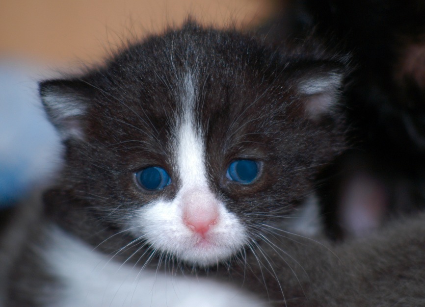 Kleine Katze Foto & Bild | tiere, haustiere, katzen Bilder auf ...