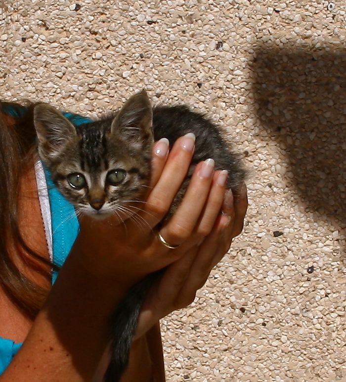 Kleine Katze Foto & Bild | tiere, haustiere, katzen Bilder auf ...